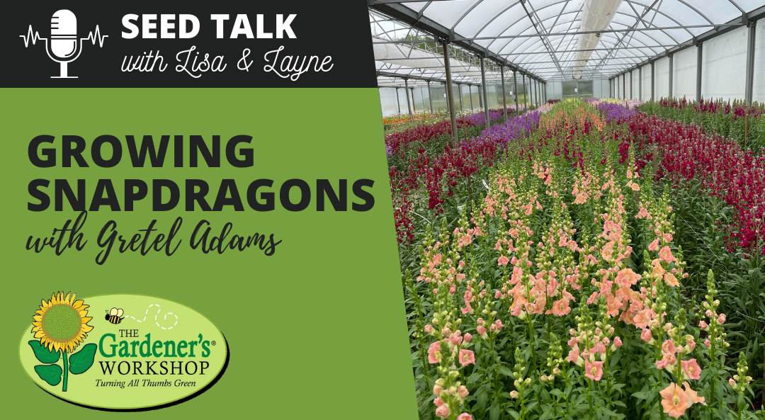 #130 - Growing Snapdragons with Gretel Adams – thegardenersworkshop