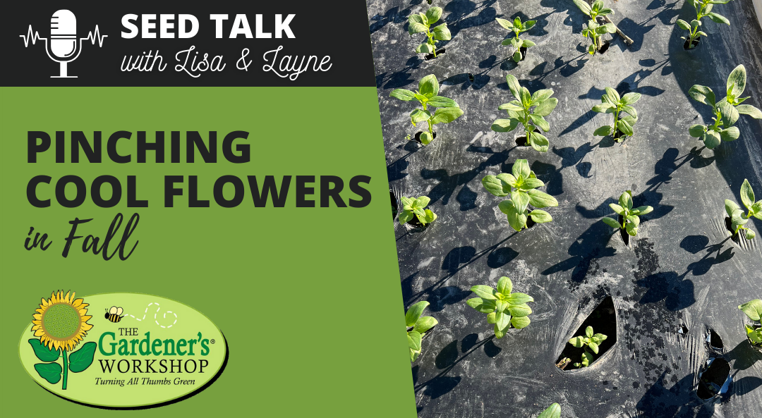 #133 - Pinching Cool Flowers in Fall – The Gardener's Workshop
