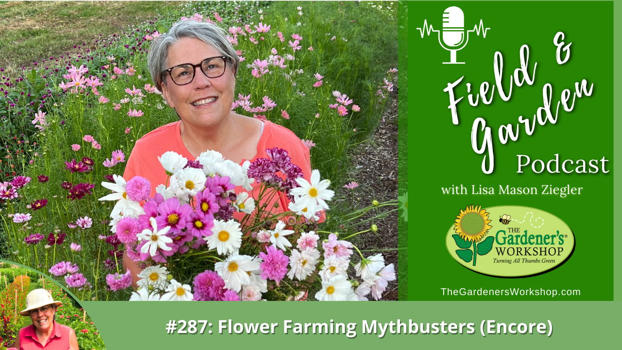 #287: Flower Farming Mythbusters (Encore) – The Gardener's Workshop