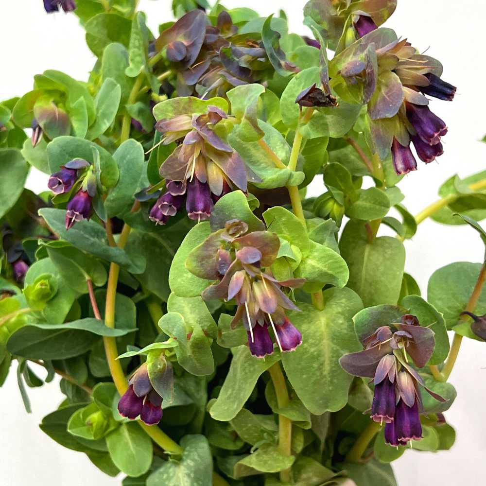 Cerinthe Seeds – The Gardener's Workshop