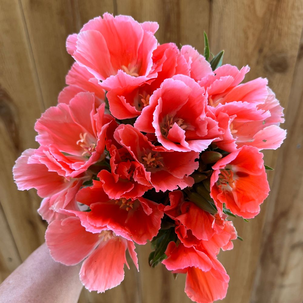 Clarkia Seeds – The Gardener's Workshop