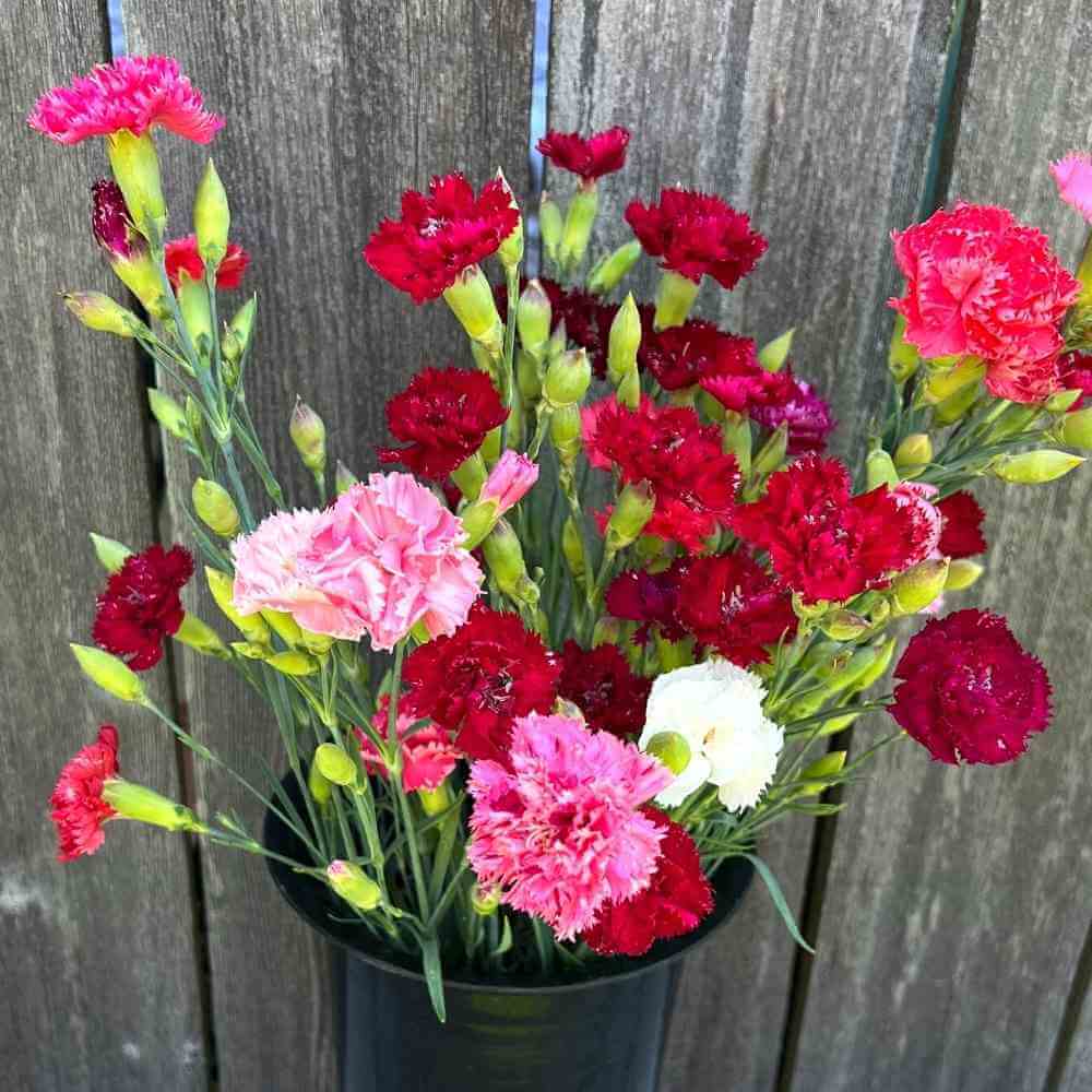 Carnation Seeds – The Gardener's Workshop