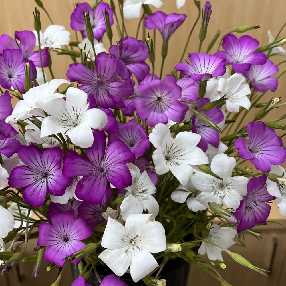 Corn Cockle Seeds – The Gardener's Workshop