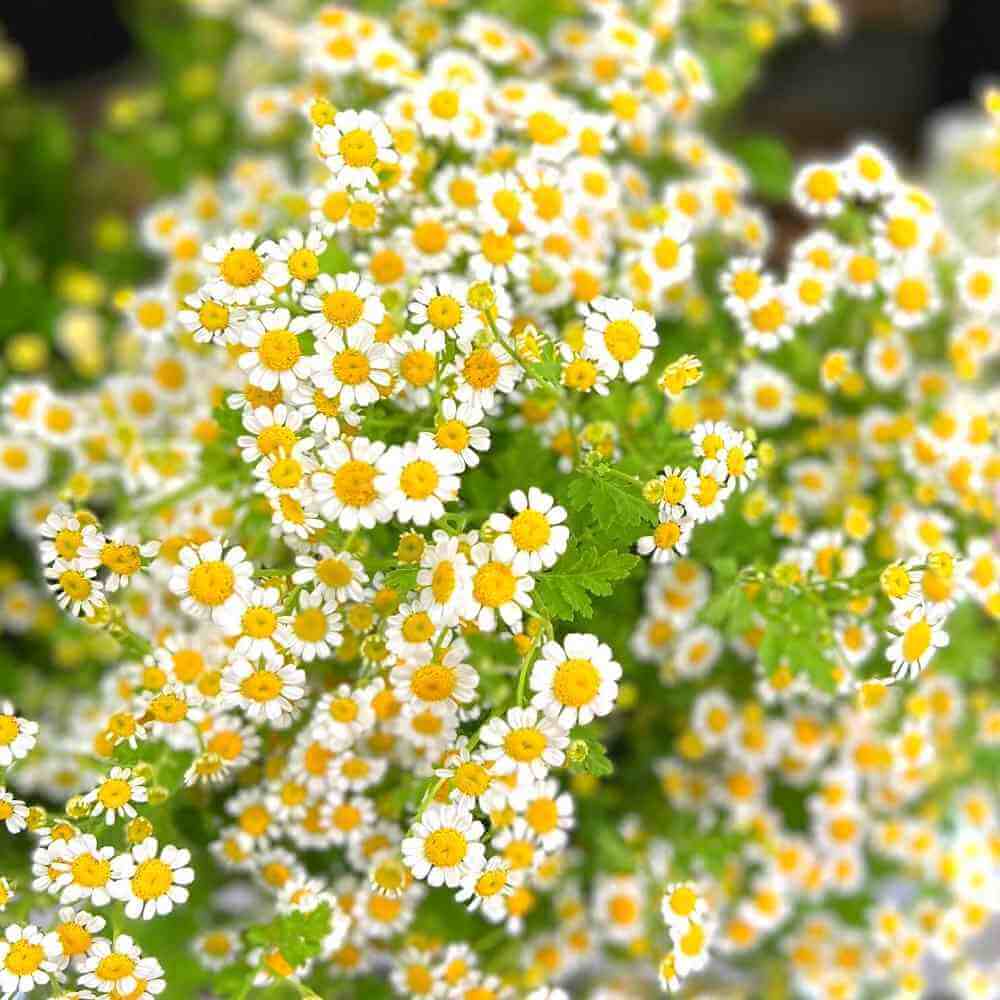 Feverfew Seeds – The Gardener's Workshop