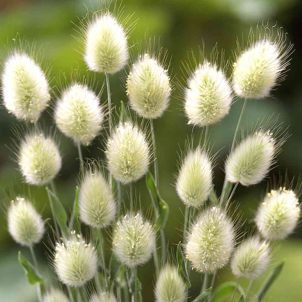 Ornamental Grass Seeds – The Gardener's Workshop