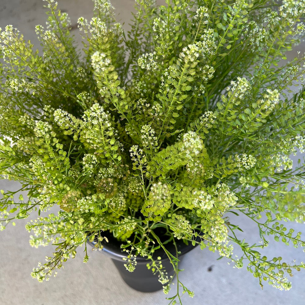 Cress Seeds – The Gardener's Workshop