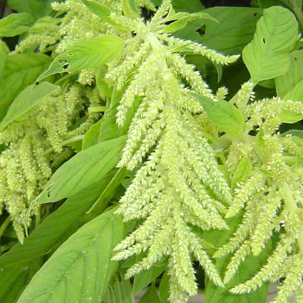 Amaranth, Green Tails – The Gardener's Workshop