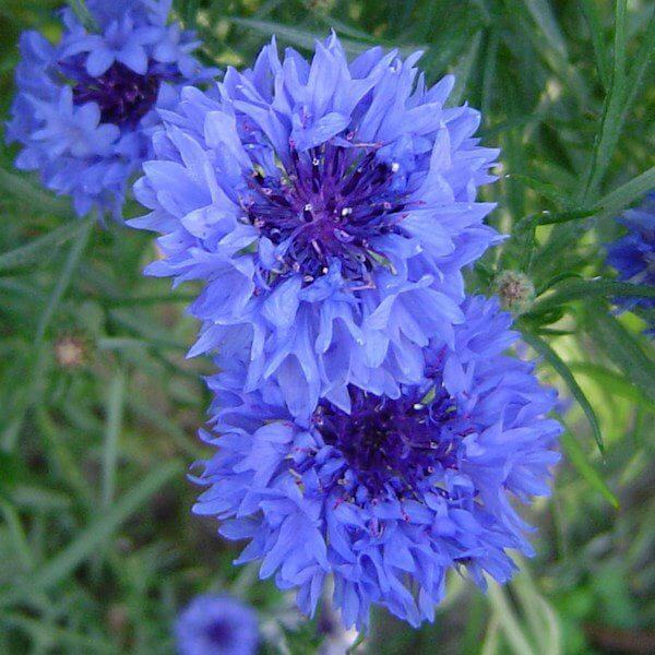 Bachelor Buttons, Boy Blue – The Gardener's Workshop