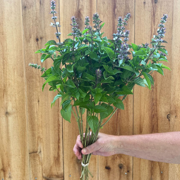 Basil, Everleaf Lemon – The Gardener's Workshop