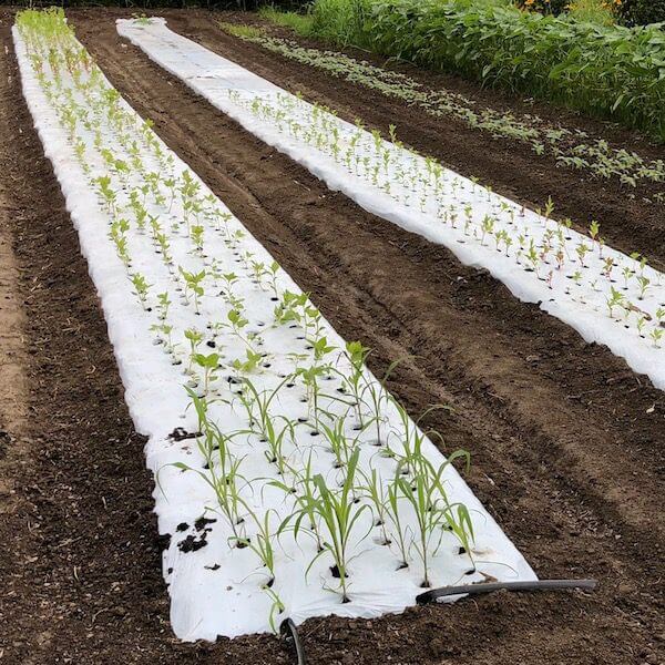 Biotelo Biodegradable Mulch Film - The Gardener's Workshop