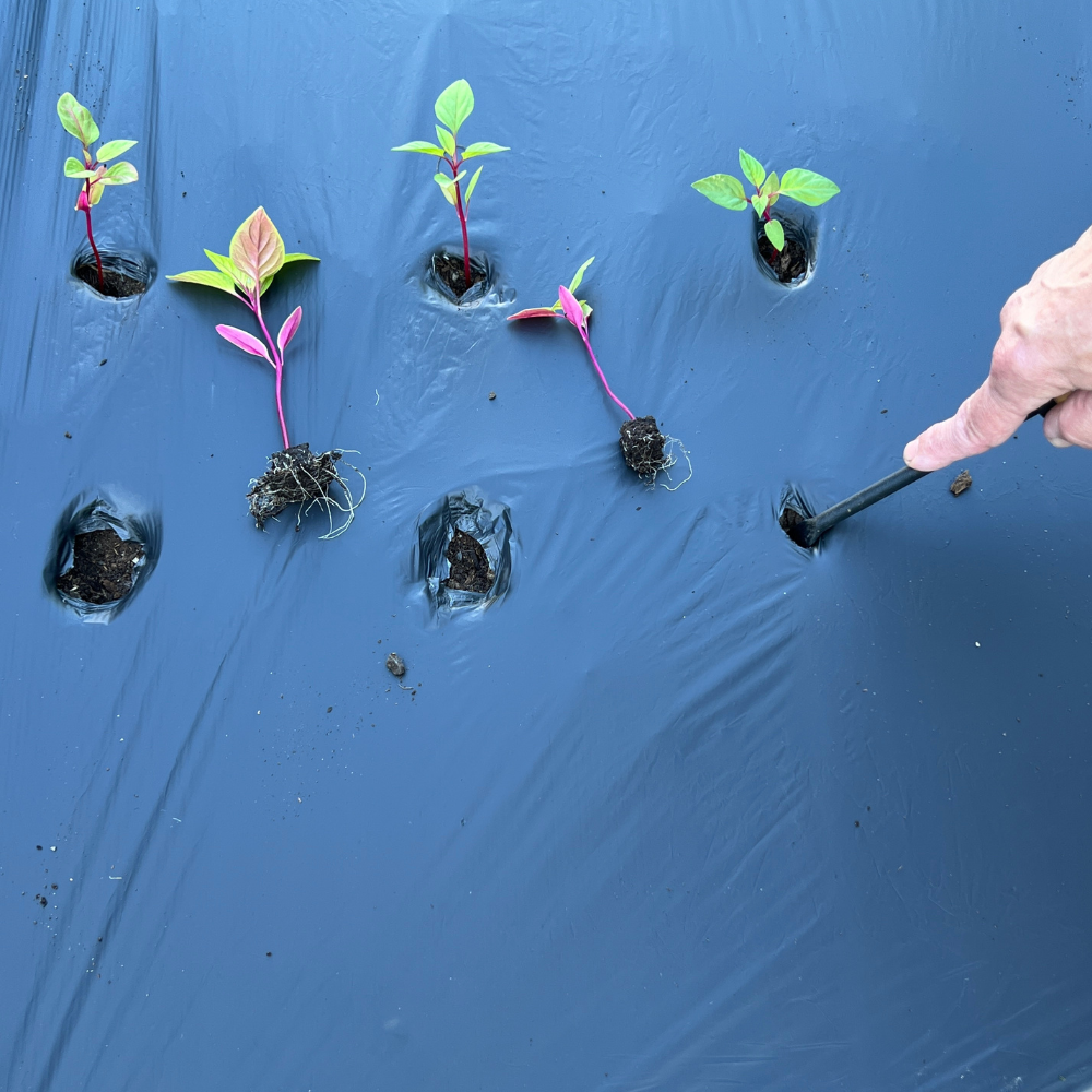 Biotelo Biodegradable Mulch Film - The Gardener's Workshop