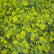 Bupleurum, Green Gold – The Gardener's Workshop