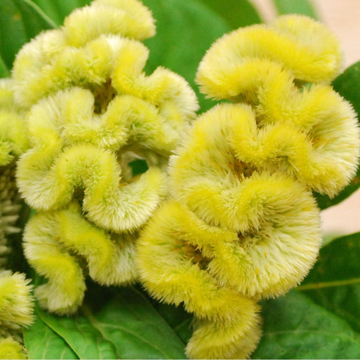 Celosia, Cockscomb, Cramer’s Lemon Lime – The Gardener's Workshop