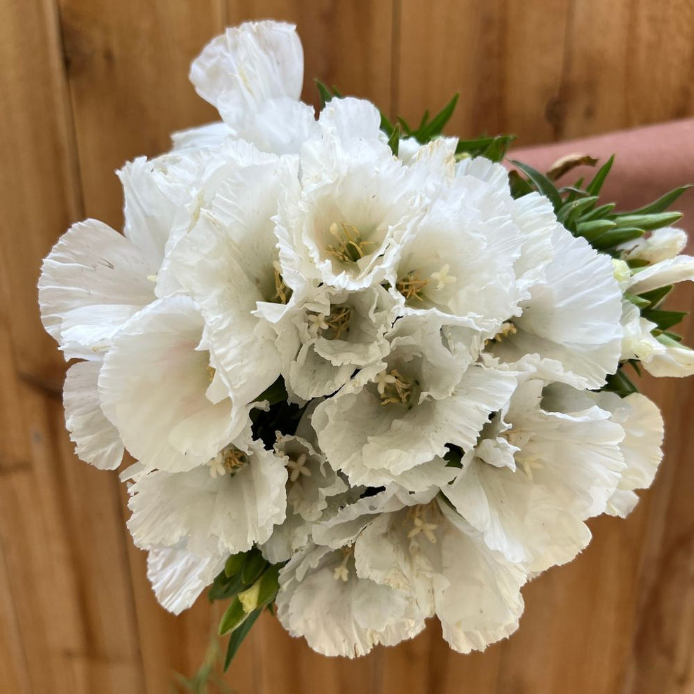 Clarkia, Grace White – The Gardener's Workshop