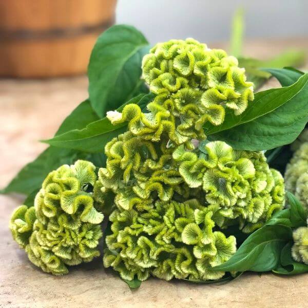 Celosia, Cockscomb, Spring Green – The Gardener's Workshop