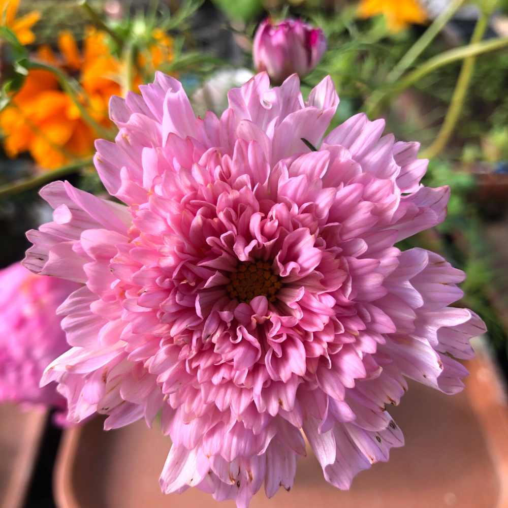 Cosmos, Double Click Rose Bonbon – The Gardener's Workshop