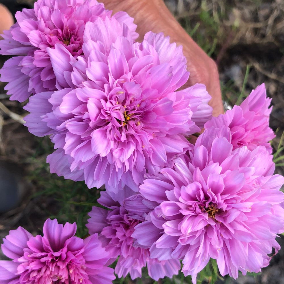 Cosmos, Double Click Rose Bonbon – The Gardener's Workshop