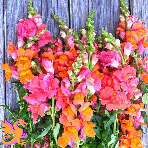 Snapdragon, TGW Sunset Dragons – The Gardener's Workshop