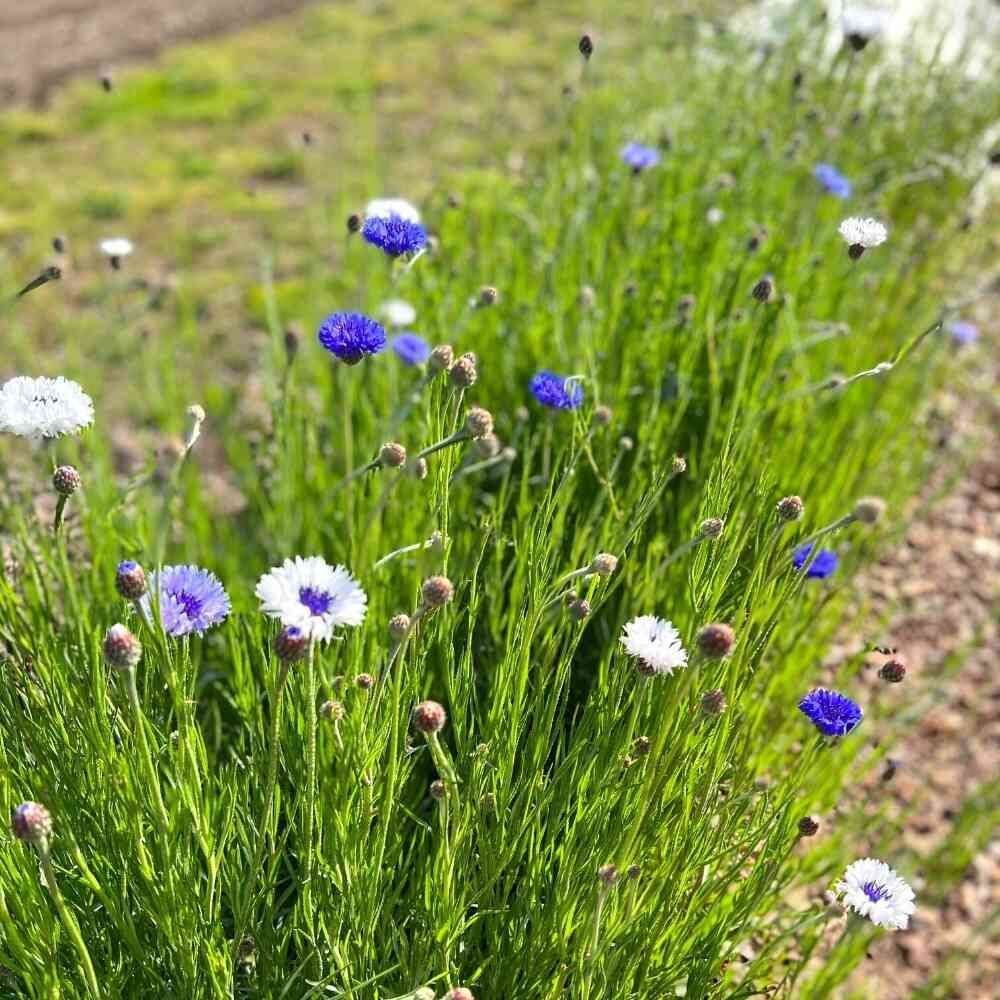 Bachelor Buttons, Classic Fantastic – The Gardener's Workshop