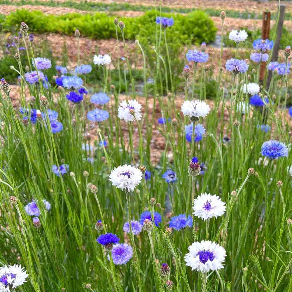Bachelor Buttons, Classic Fantastic – The Gardener's Workshop