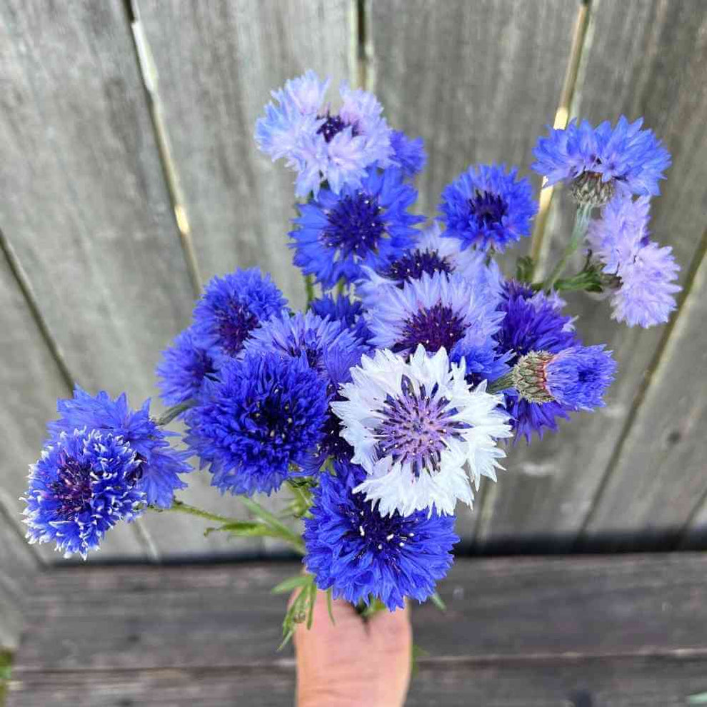 Bachelor Buttons, Classic Fantastic – The Gardener's Workshop