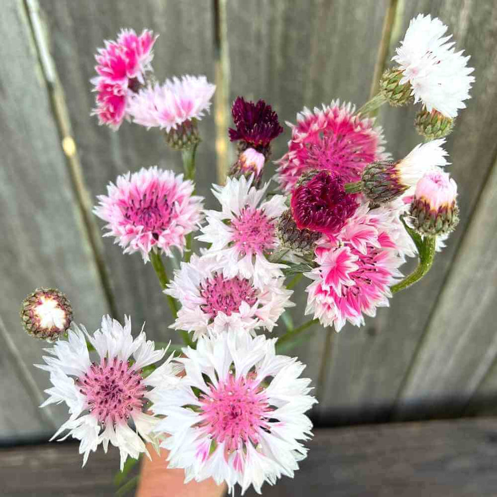 Bachelor Buttons, Classic Romantic – The Gardener's Workshop