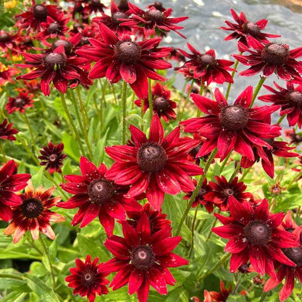 Black-Eyed Susan, Cherry Brandy – The Gardener's Workshop