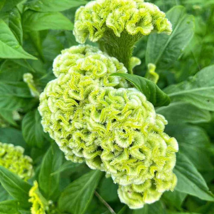 Celosia, Cockscomb, Act Verda Green – The Gardener's Workshop