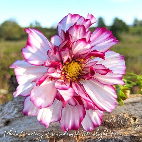 Cosmos, Double Click Violet Bicolor – The Gardener's Workshop