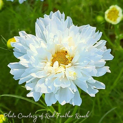 Cosmos, Double Click Snow Puff – The Gardener's Workshop