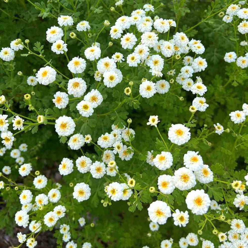 Feverfew, Tetra White Wonder – The Gardener's Workshop