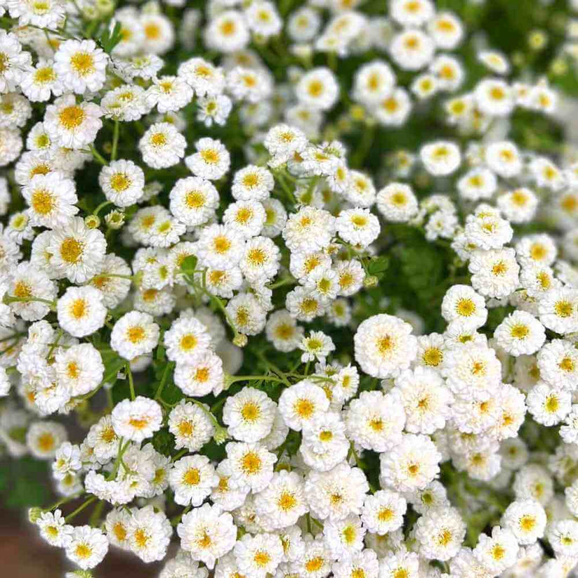 Feverfew, Tetra White Wonder – The Gardener's Workshop