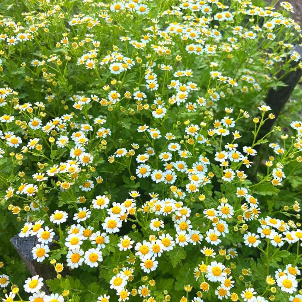 Feverfew, Vegmo Single – The Gardener's Workshop