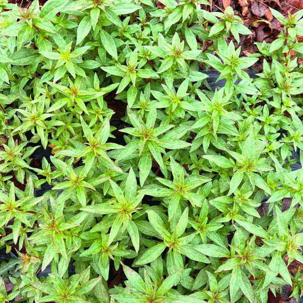 Clarkia, Elegant Salmon – The Gardener's Workshop
