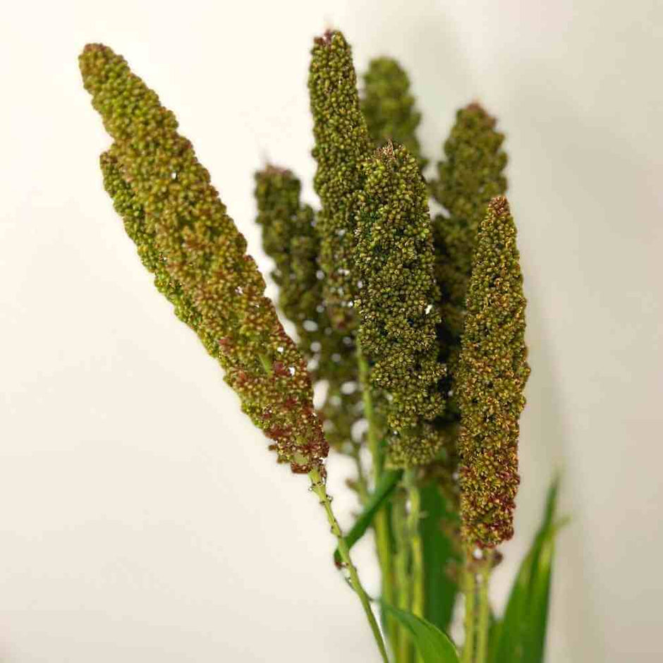 Ornamental Grass Seeds – The Gardener's Workshop