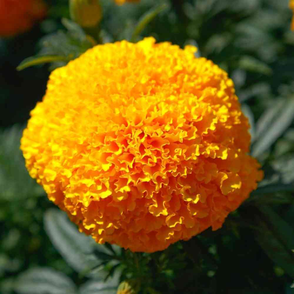 Marigold, Coco™ Gold – The Gardener's Workshop