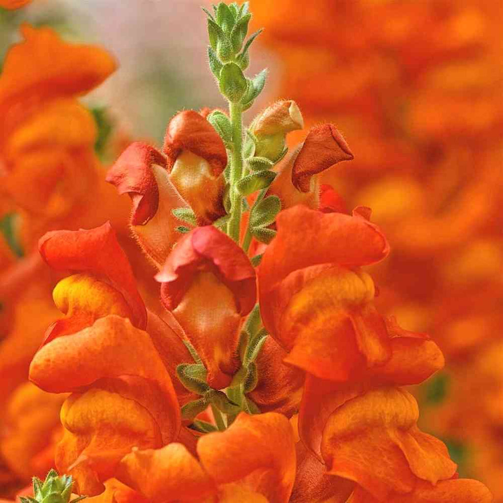 Snapdragon, Opus™ III Early Bronze – The Gardener's Workshop