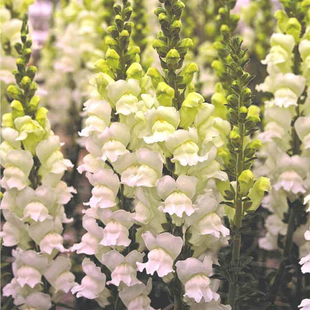 Snapdragon, Opus™ III/IV Fresh White – The Gardener's Workshop