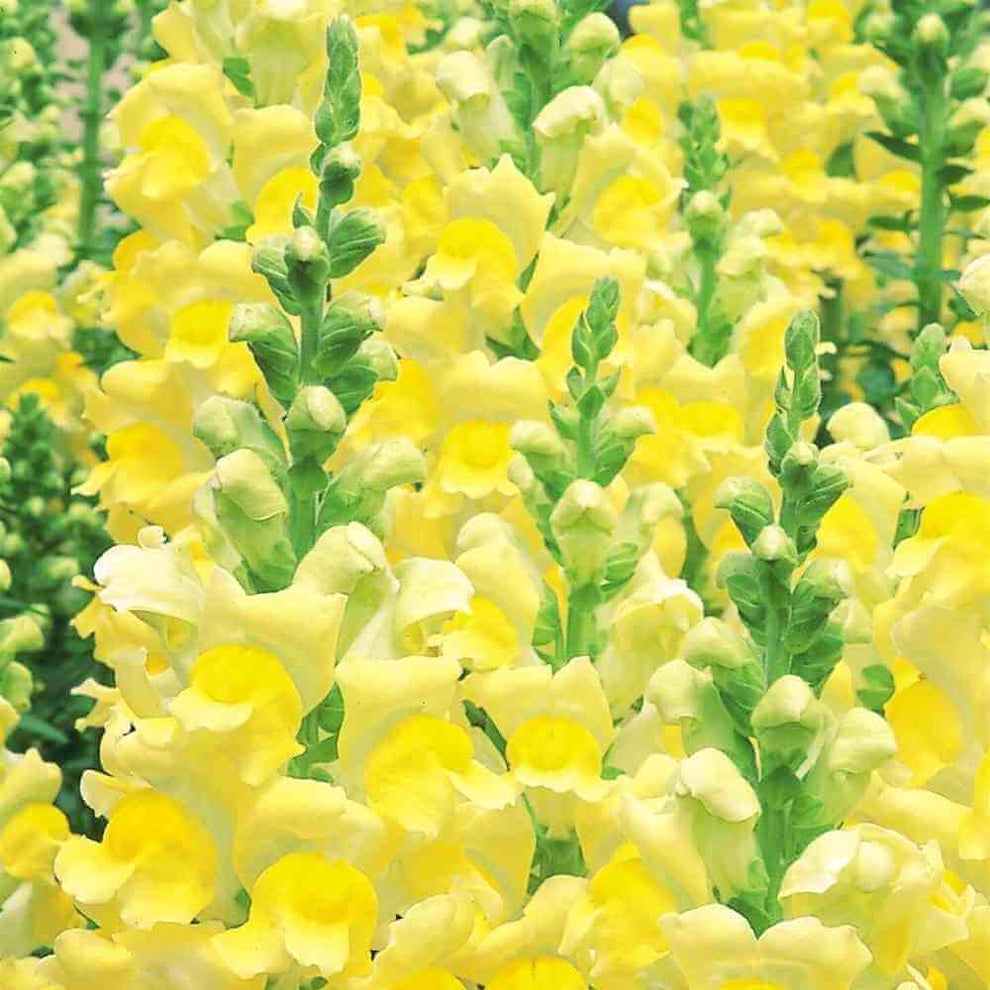 Snapdragon, Opus™ III Yellow – The Gardener's Workshop
