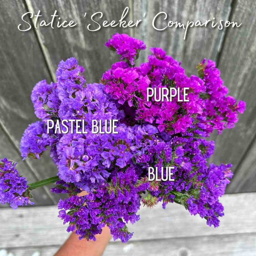 DISCONTINUED - Statice, Seeker Blue – The Gardener's Workshop