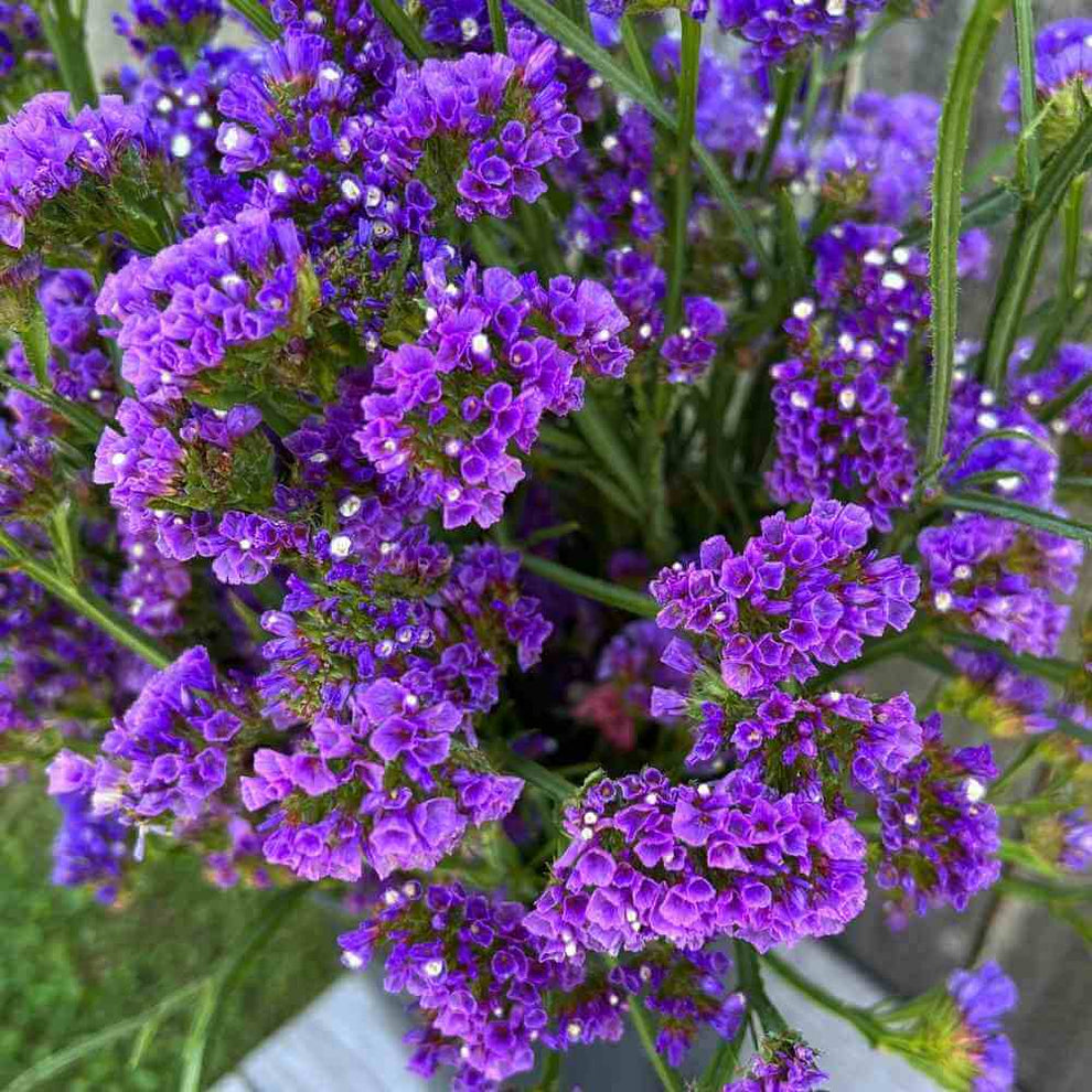 DISCONTINUED - Statice, Seeker Blue – The Gardener's Workshop