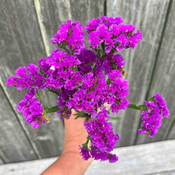 Statice, Seeker Purple – The Gardener's Workshop
