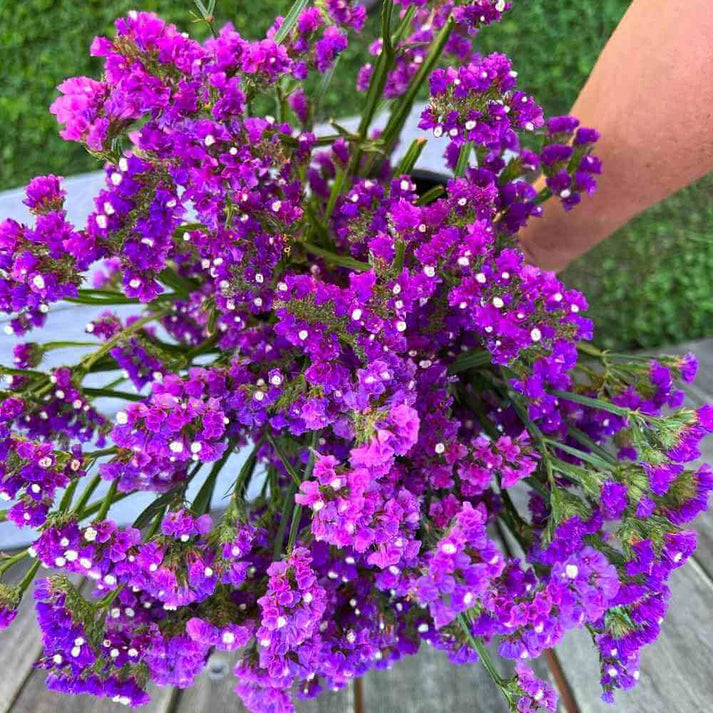 Statice, Seeker Purple – The Gardener's Workshop