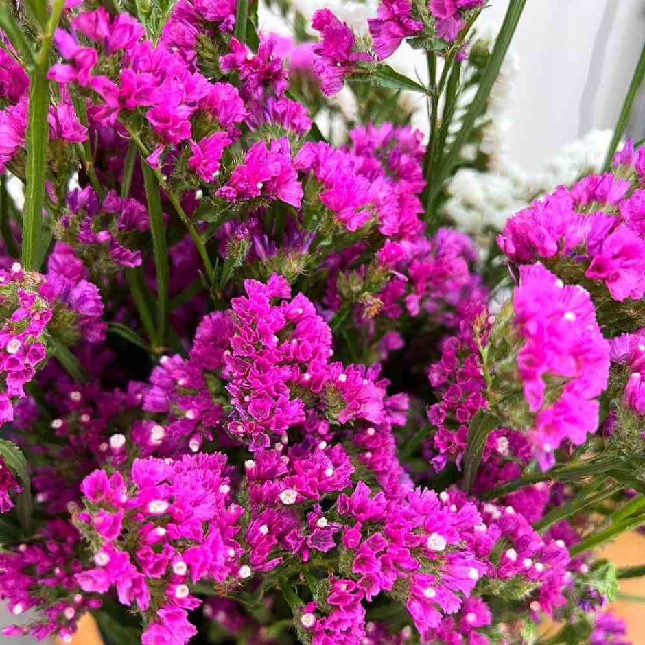 Statice Seeds – The Gardener's Workshop
