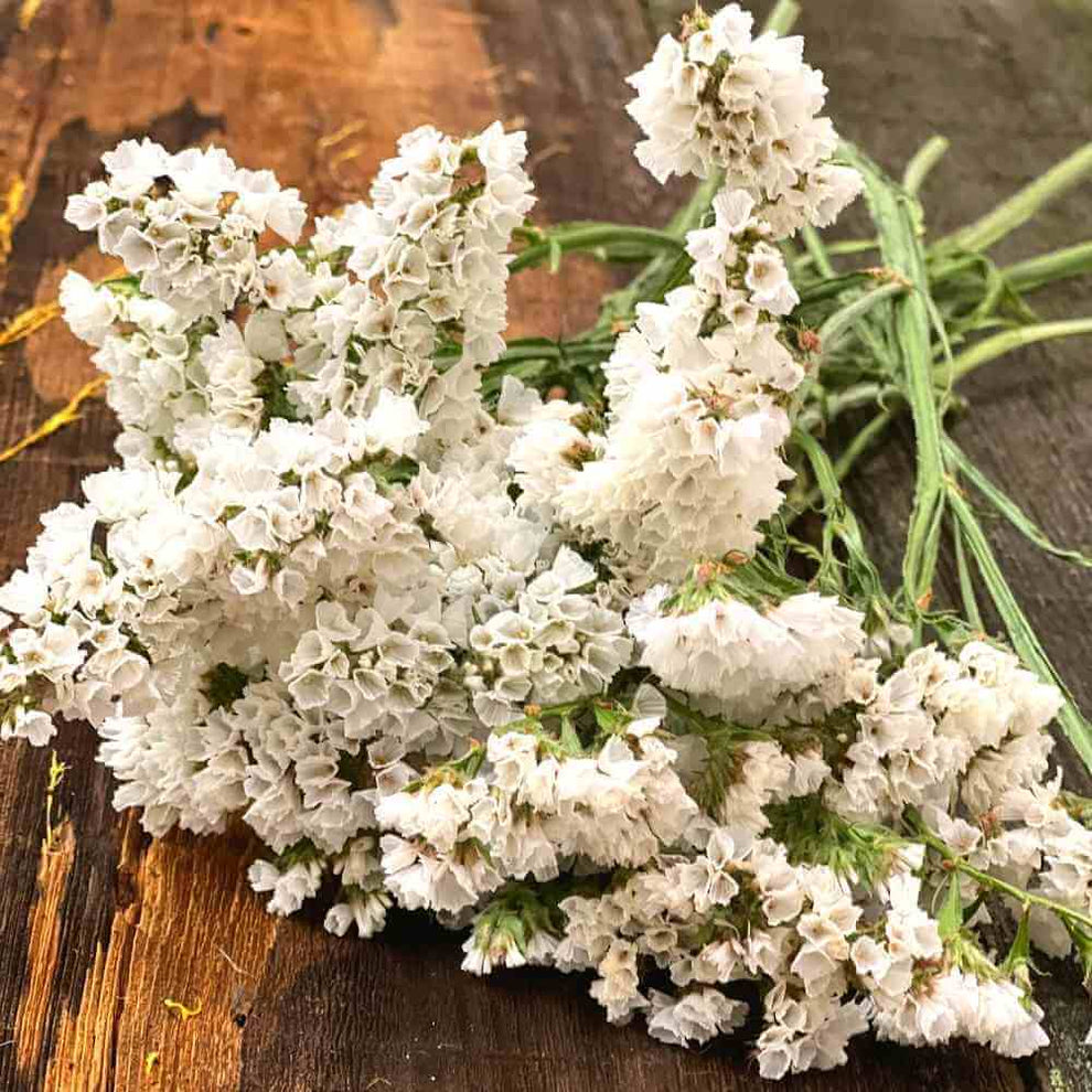 Statice, Seeker White – The Gardener's Workshop