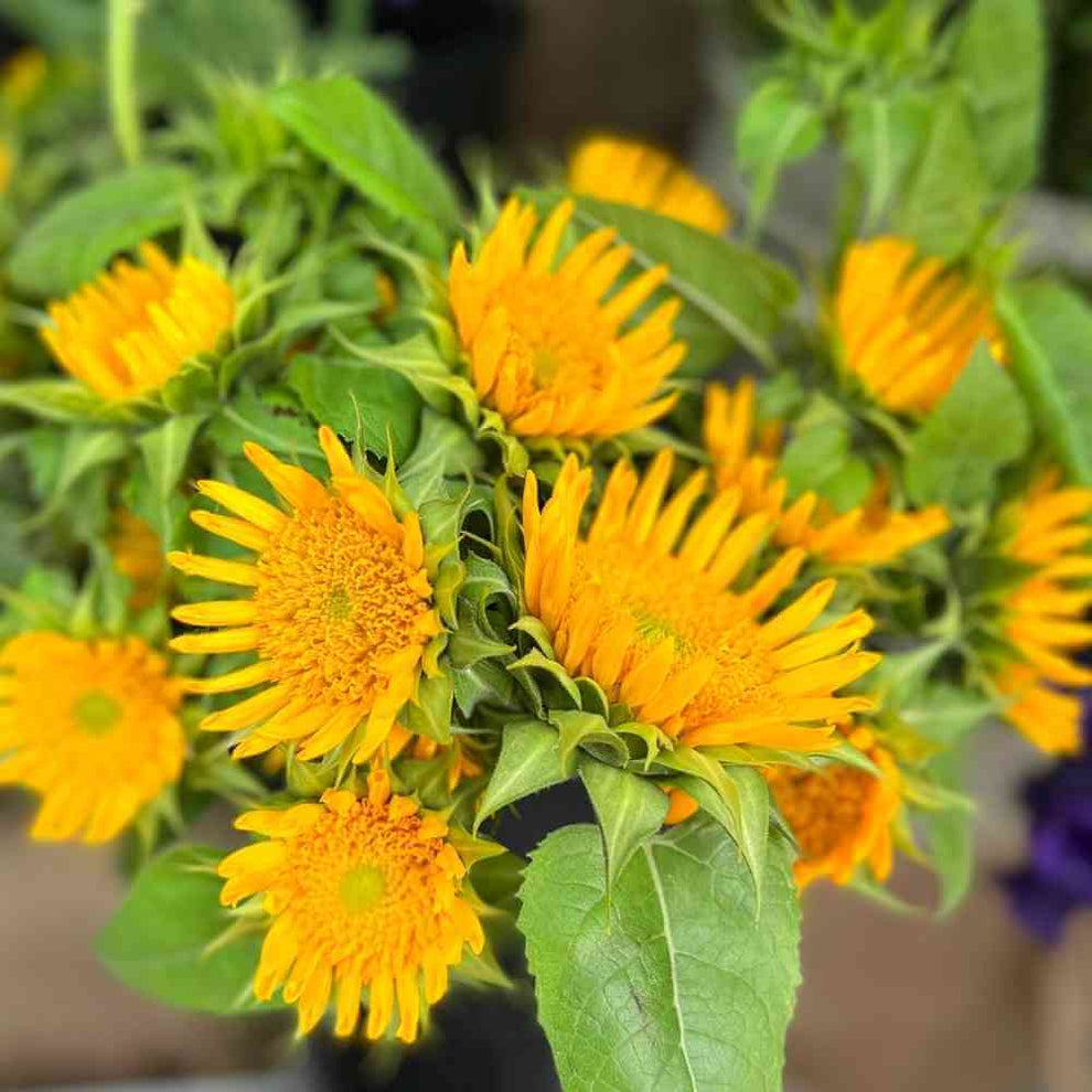 Sunflower, SunFill™ Green – The Gardener's Workshop