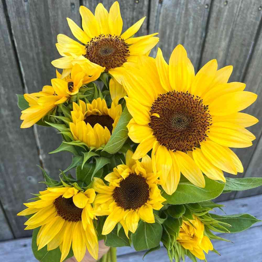 Sunflower, ProCut® Peach – The Gardener's Workshop