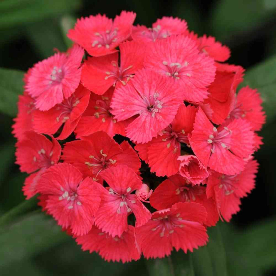 Sweet William Seeds – The Gardener's Workshop