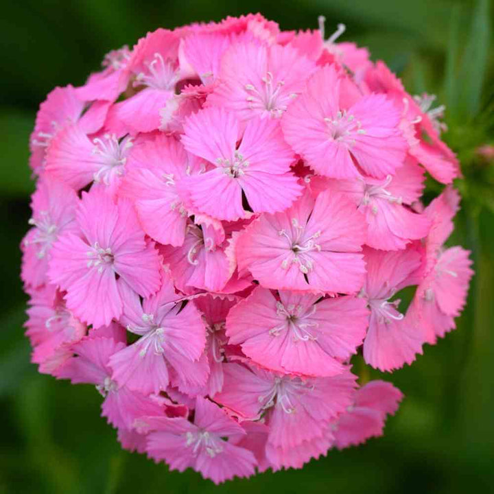 Sweet William Seeds – The Gardener's Workshop