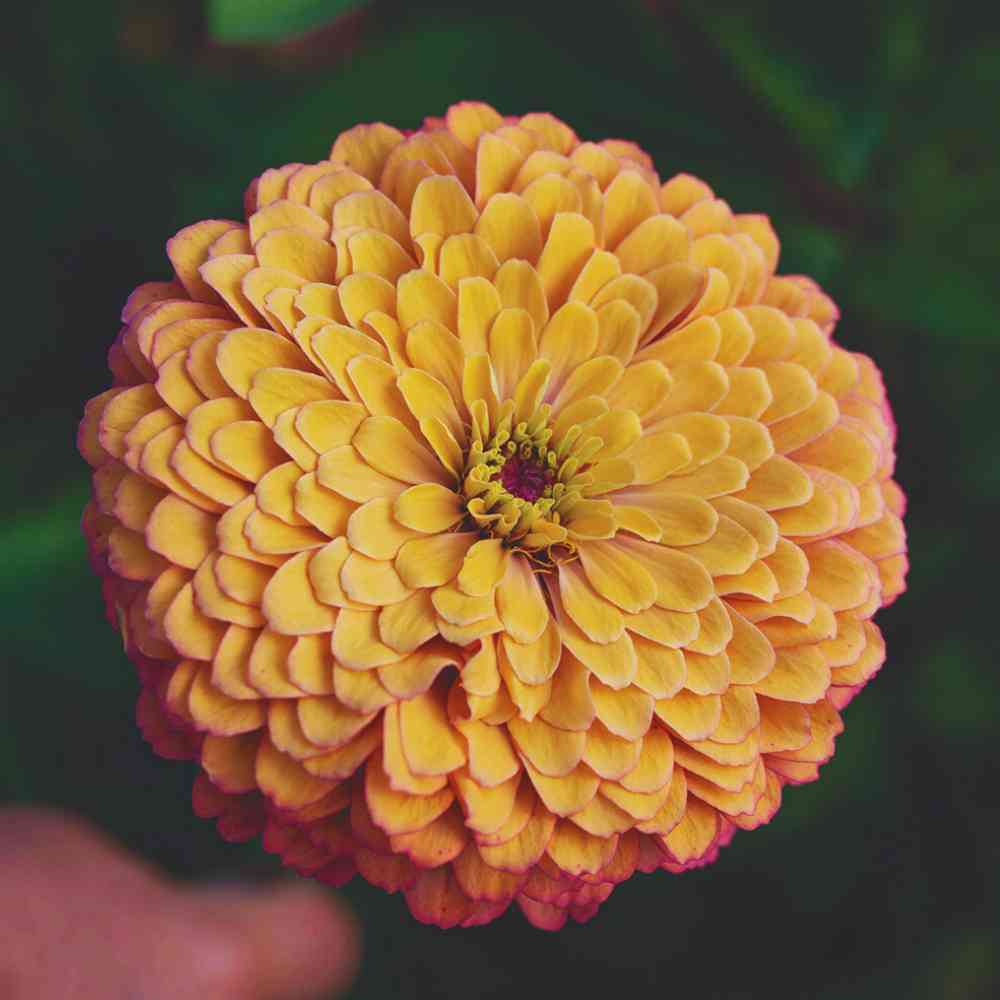 USDA Plant Hardiness Zone Map – The Gardener's Workshop